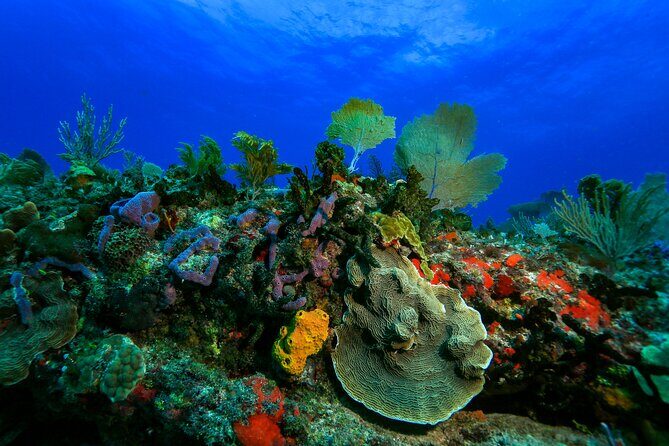 Discovery Scuba Diving !! - Who Will Love This Tour?