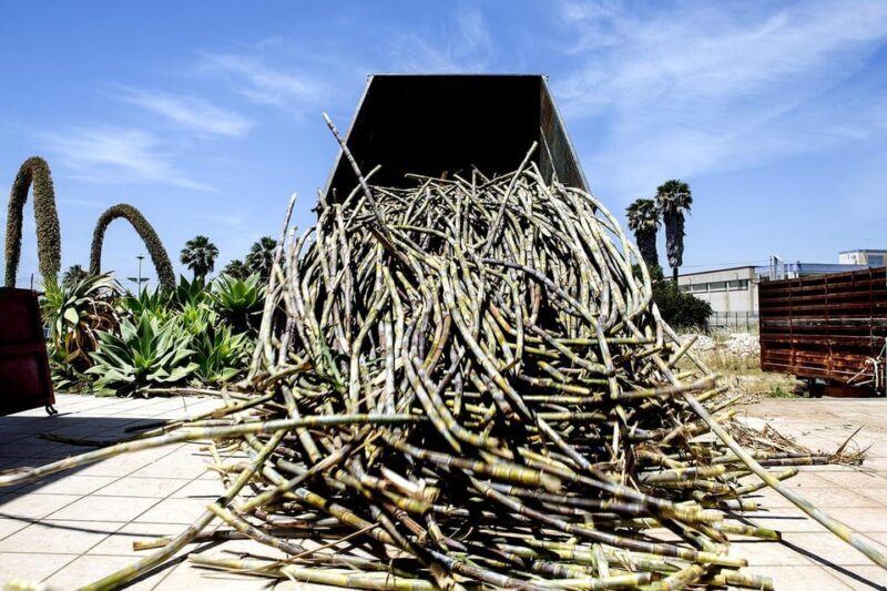 Distilleria Alma- Rum Distilery Guided Tour & Tasting - Who Should Book This Tour?