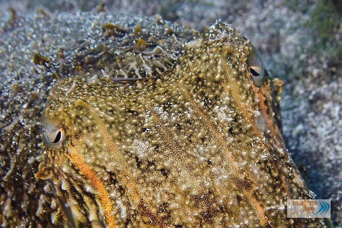 Dive Baptism 1 Dive In Tenerife 3,5h - What’s Included and What’s Not