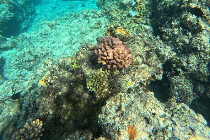 Dive Into Paradise: Snorkel Adventure at Paradise Cove - Why This Tour Is Worth Considering