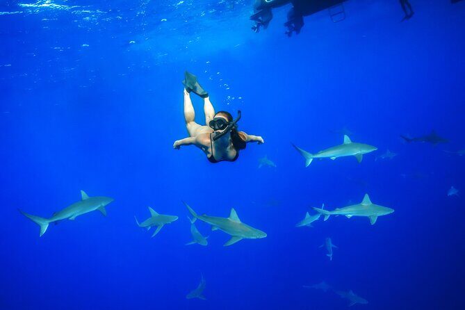 Dive with Sharks in Hawaii: Shark Tour from Haleiwa - Dive with Sharks in Hawaii: Shark Tour from Haleiwa