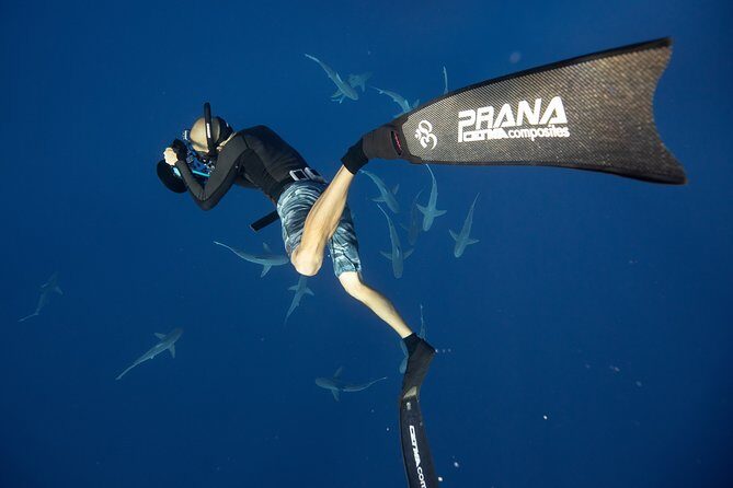 Dive with Sharks in Hawaii: Shark Tour from Haleiwa - The Experience: What Visitors Say