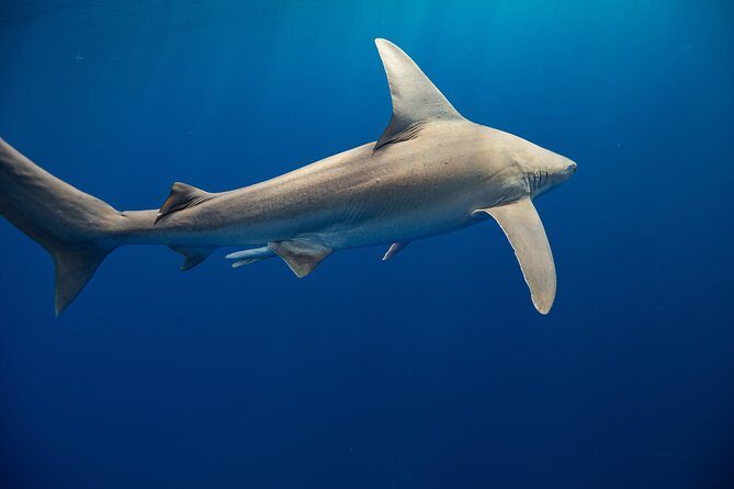 Dive with Sharks in Hawaii: Shark Tour from Haleiwa - Final Thoughts: Who Should Book This Tour?