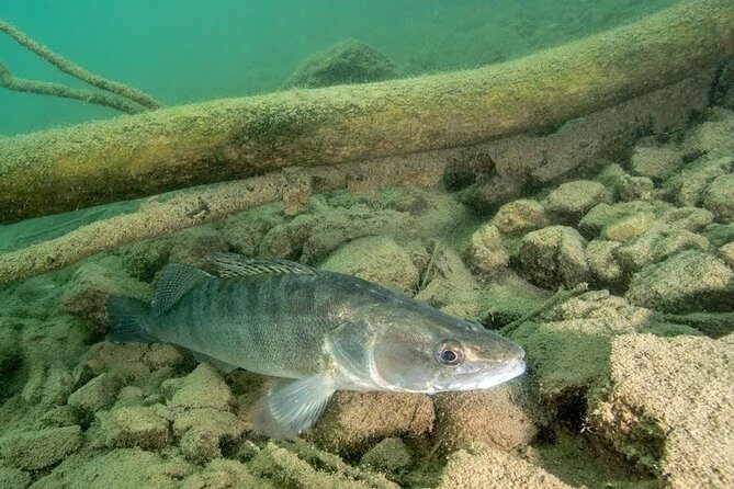 Diving Bled - An In-Depth Look at Diving Bled