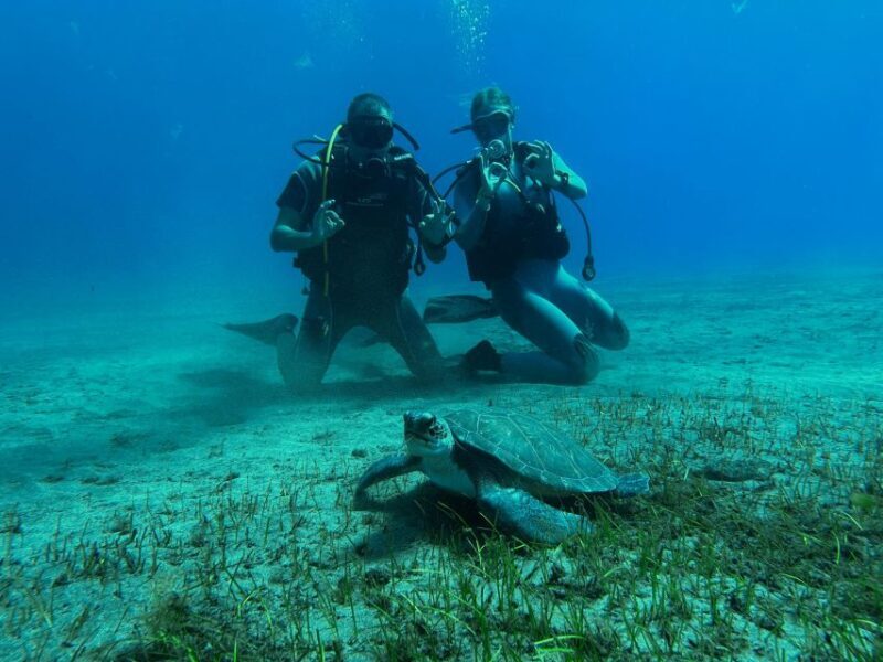Diving course for beginners in turtle area Tenerife - Key Points
