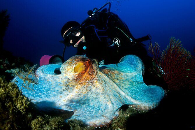 Diving day tour with 2 dives - Authentic Experience from Reviewers