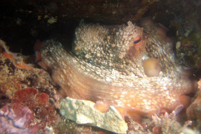 Diving day tour with 2 dives - Who Is This Tour Best For?