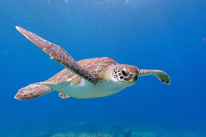 Diving for licensed divers - Key Points