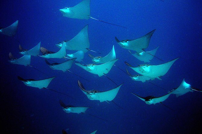 Diving in Cancun for Certified Divers | 2 Dives | All Inclusive - The Sum Up