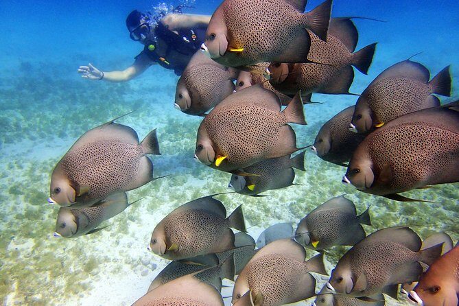 Diving in Cancun for Certified Divers | 2 Dives | All Inclusive - FAQ