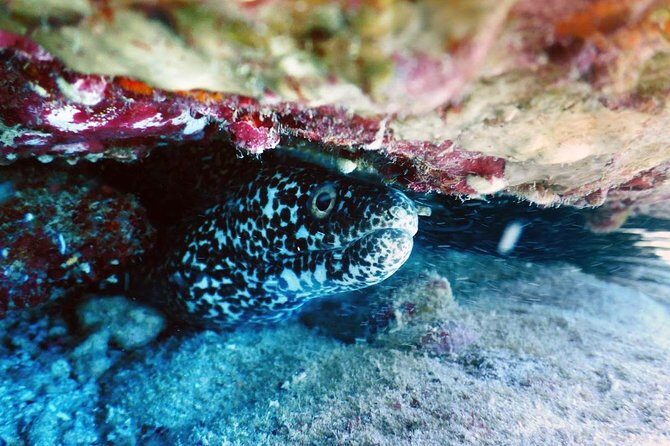 Diving in Cancun Underwater Museum of Art - Who Will Love This Tour?