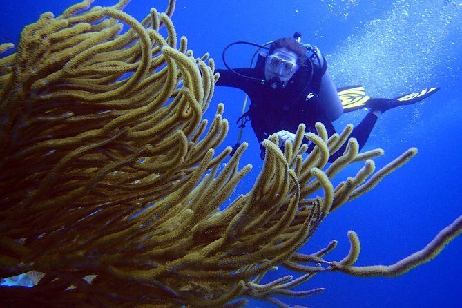 Diving in the Mexican Caribbean for Beginners | 2 Tanks 2 Dives | All Inclusive - The Practicalities