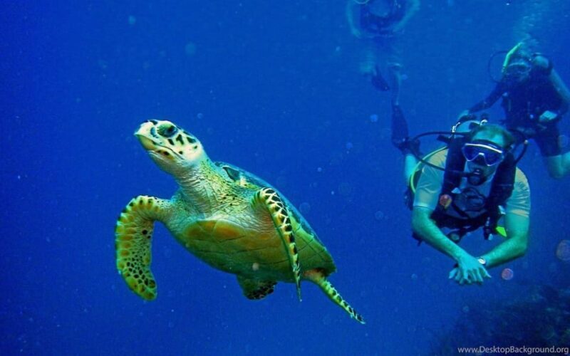 Diving Tour from Alanya & Side with Lunch - 2 Dives Included - FAQ