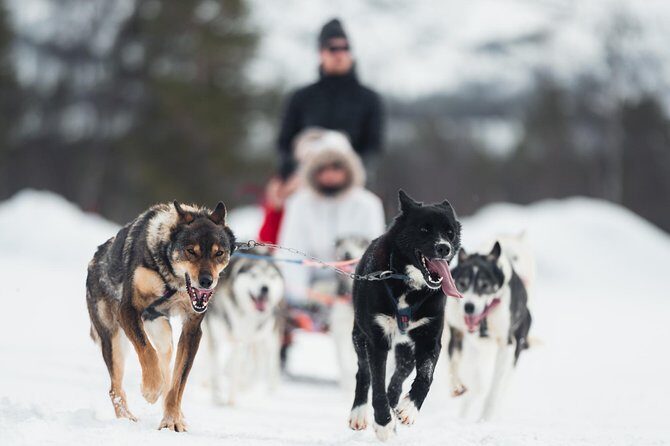 Dog Sled Tour and Husky Cuddles - Key Points