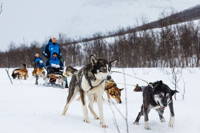 Dog Sledding: A Self-Drive Arctic Experience from Tromsø - A Deep Dive into the Experience