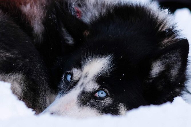 Dog Sledding: A Self-Drive Arctic Experience from Tromsø - FAQ