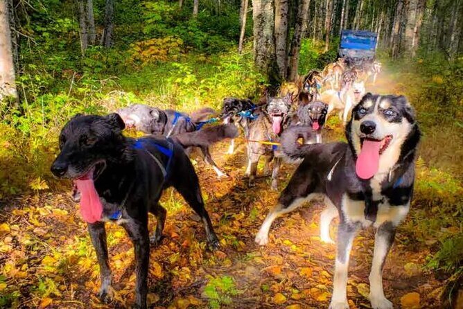 Dog Sledding and Animal Encounters Tour from Anchorage - Who Would Love This Tour?