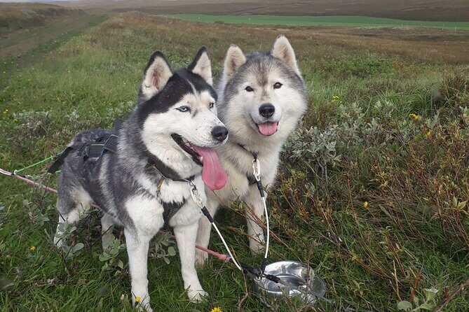 Dog Sledding and Mushing Experience by Siberian Husky in Iceland - The Itinerary and Experience Breakdown