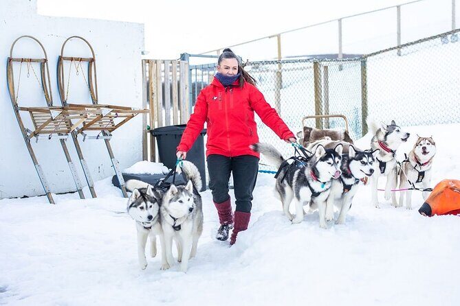 Dog Sledding Tour near Akureyri - Why This Tour Is Worth the Price