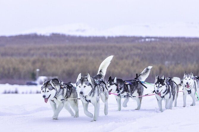 Dog Sledding Tour near Akureyri - Frequently Asked Questions
