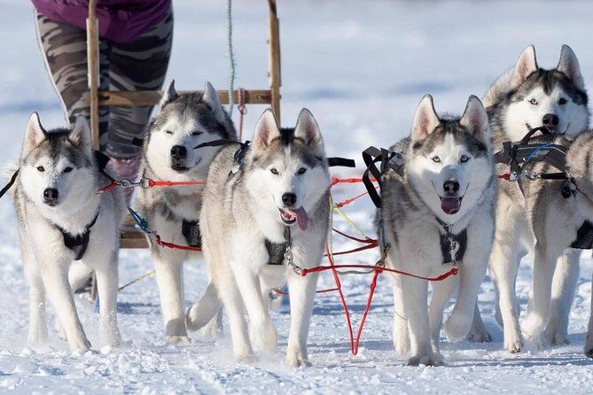 Dog Sledding Tour near Akureyri - Final Thoughts