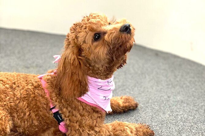 Dogs on Deck Harbour Cruise - Frequently Asked Questions