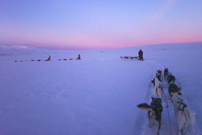 Dogsled Adventure Kiruna - An In-Depth Look at the Dogsled Adventure in Kiruna