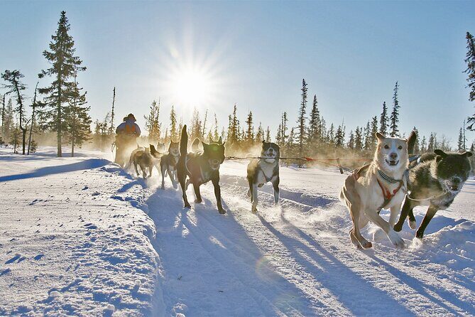 Dogsled Adventure Kiruna - The Sum Up