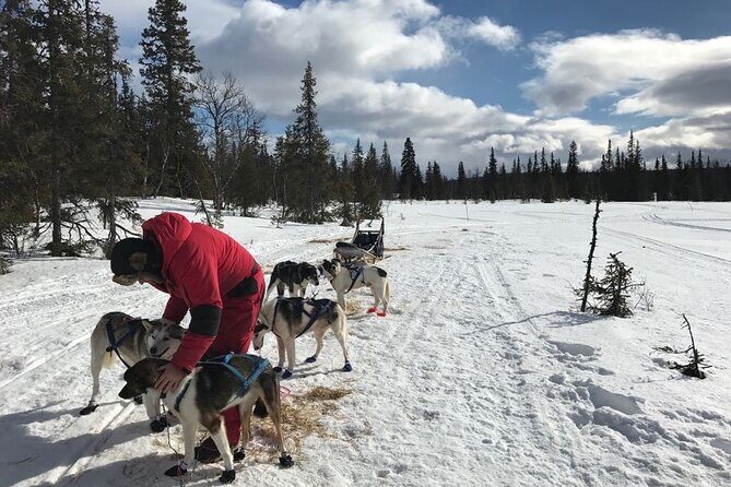 Dogsledding in the Heart of Alaska - Dogsledding in the Heart of Alaska: A Genuine Adventure Worth Every Penny