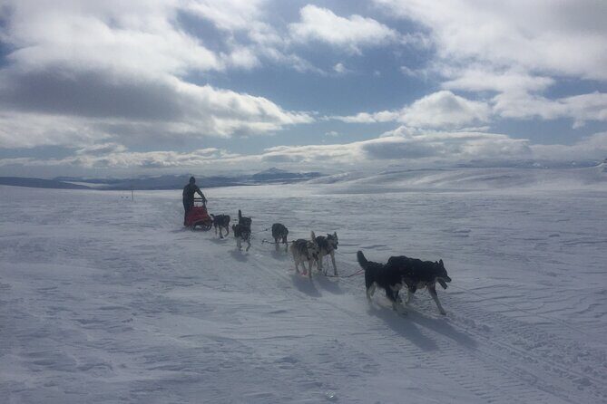 Dogsledding in the Heart of Alaska - An In-Depth Look at the Experience