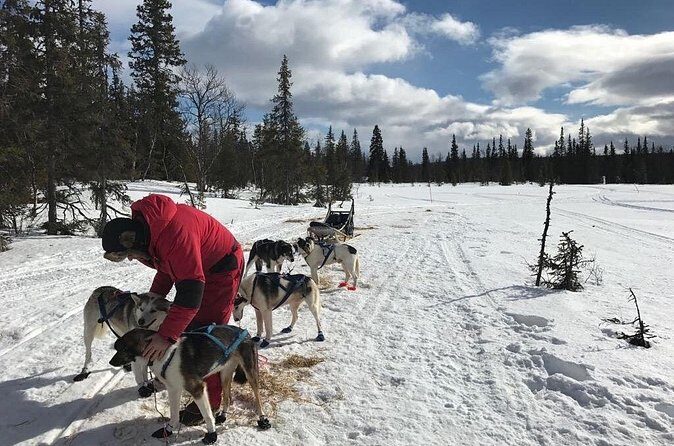 Dogsledding in the Heart of Alaska - Why Choose This Tour?