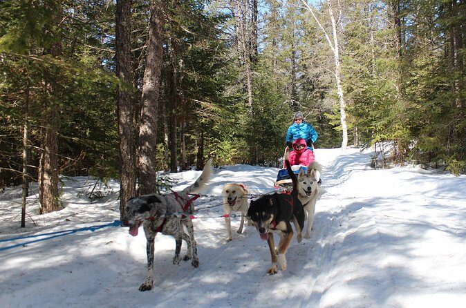 Dogsledding Nordic Adventure in Mont Tremblant - Authentic Insights from Reviews