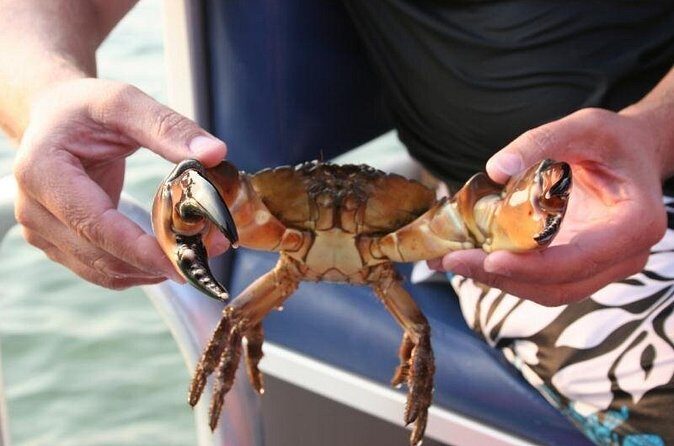 Dolphin and Snorkeling Activity in Panama City Florida - FAQ