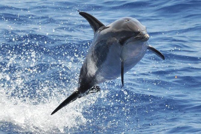 Dolphin and Whale Cruise in Puerto Rico, Gran Canaria - The Experience: What to Expect on the Dolphin and Whale Cruise