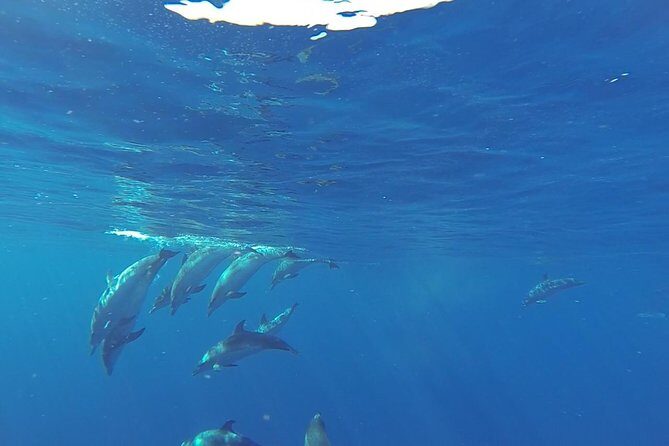 Dolphin and Whale Cruise in Puerto Rico, Gran Canaria - In-Depth Look at the Itinerary