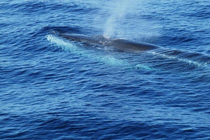 Dolphin and Whale Cruise in Puerto Rico, Gran Canaria - Final Thoughts: Who Is This Tour Best For?