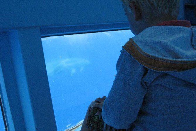 Dolphin and Whale Cruise in Puerto Rico, Gran Canaria - FAQs