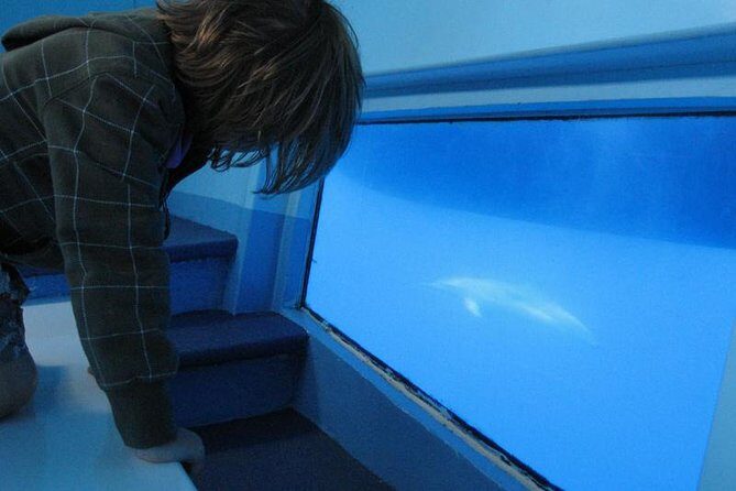 Dolphin and Whale Cruise in Puerto Rico, Gran Canaria - The Sum Up