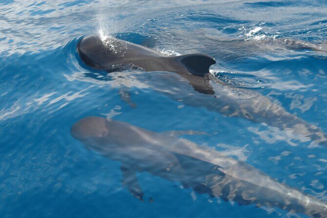 Dolphin and Whale Sailing Tour in Los Gigantes - Authentic, Responsible Tourism