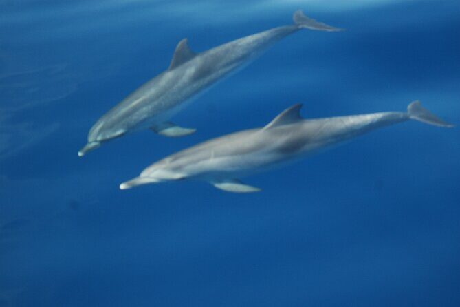 Dolphin and Whale Sailing Tour in Los Gigantes - FAQ