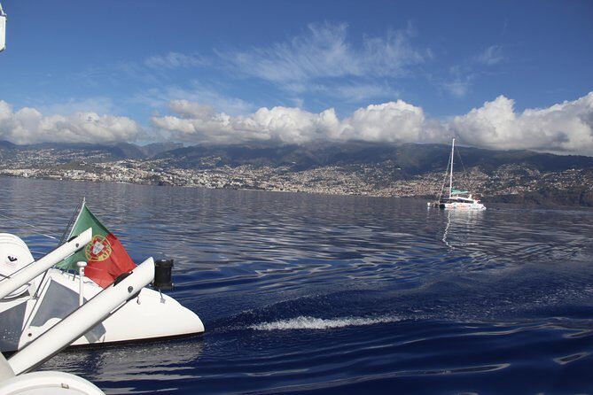 Dolphin and Whale Watching Catamaran Cruise from Funchal - Frequently Asked Questions (FAQs)