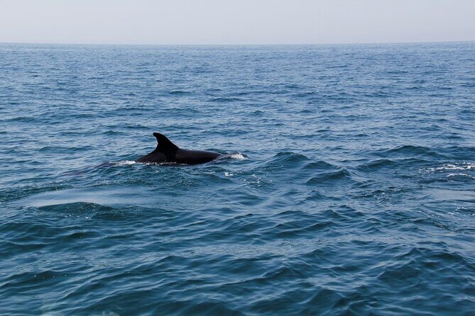 Dolphin and Whale Watching in Lagos - Key Points
