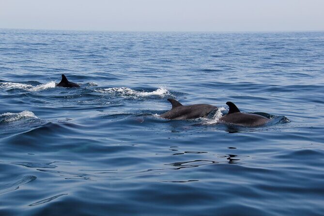 Dolphin and Whale Watching in Lagos - Who Will Love This Tour?
