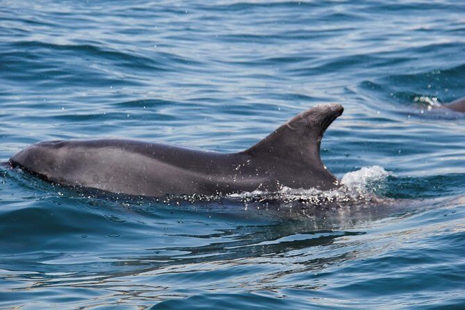 Dolphin and Whale Watching in Lagos - FAQ