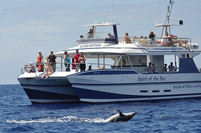 Dolphin and Whales watching cruise from Puerto Rico de Gran Canaria - Key Points