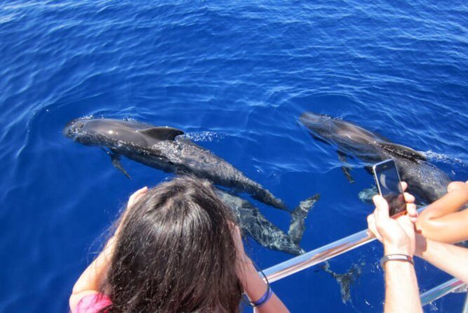 Dolphin and Whales watching cruise from Puerto Rico de Gran Canaria - The Sum Up
