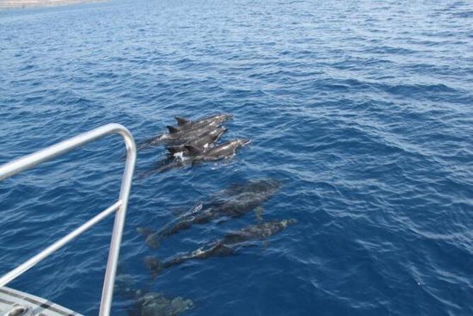 Dolphin and Whales watching cruise from Puerto Rico de Gran Canaria - Frequently Asked Questions