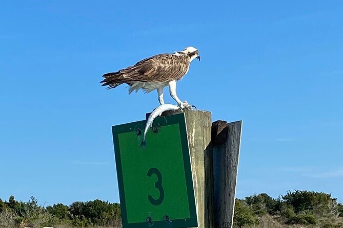 Dolphin and Wildlife History Tour - An In-Depth Look at the Tour Experience