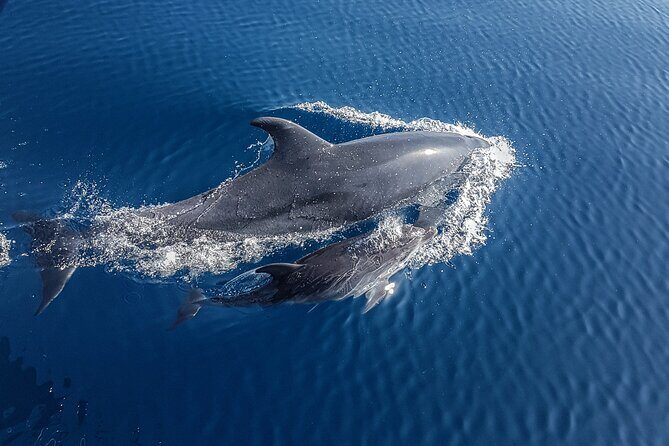 Dolphin Boat Trip in Benalmadena - Who Would Love This Tour?