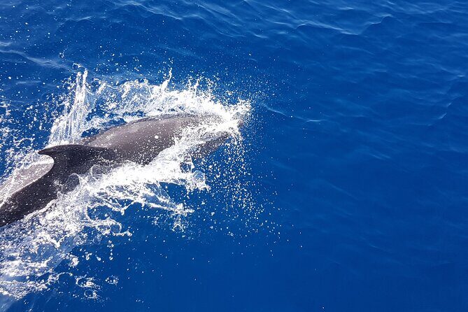 Dolphin Boat Trip in Benalmadena - FAQ